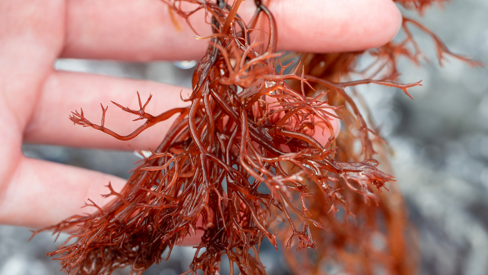 Exploring the Wonders of Red Alga Gracilaria: A Marine Biologist’s Gui ...