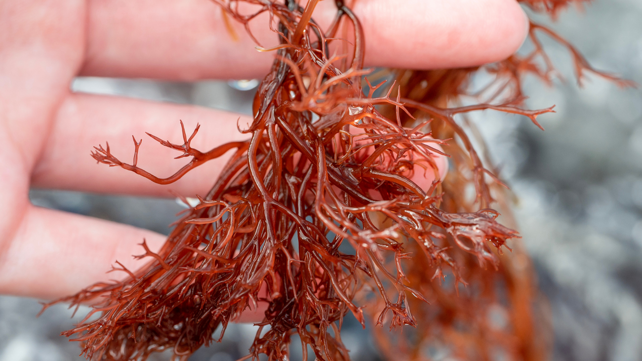 Exploring the Wonders of Red Alga Gracilaria: A Marine Biologist’s Gui ...