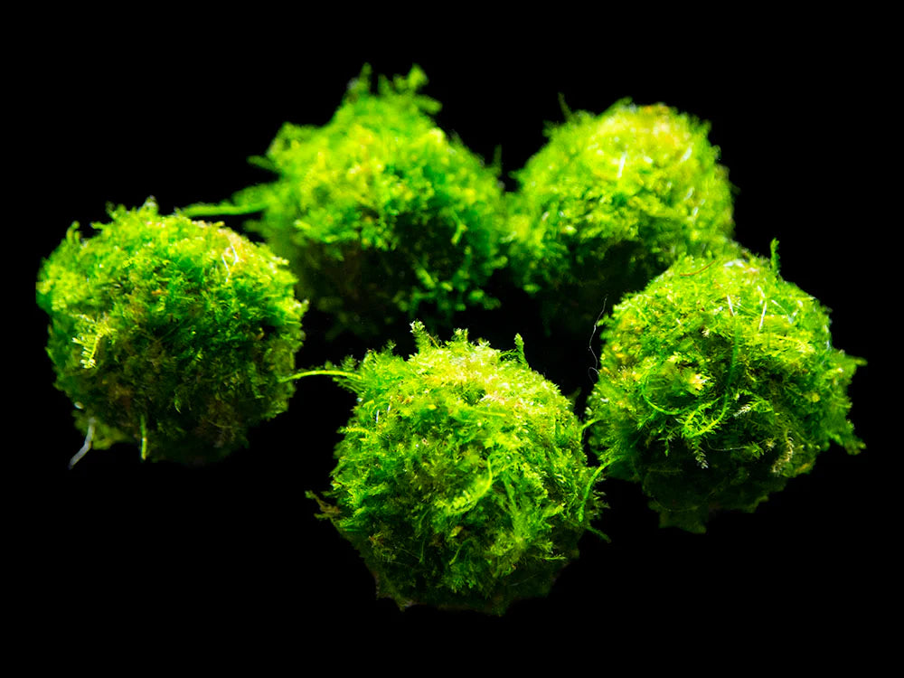 Shore Aquatic Java Moss Ball – Perfect for Aquariums, Terrariums, and ...