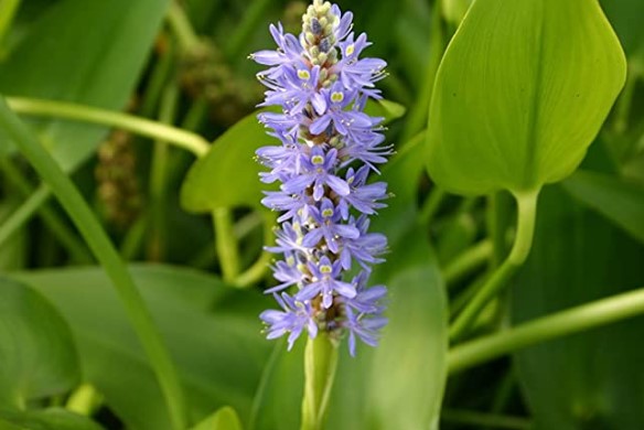 Blue Pickerel (Pontederia spp.) live pond plant