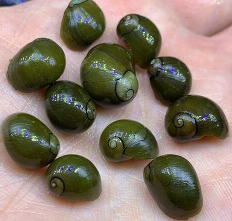 Olive Tiger Eye Snails (Neritina reclivata) Beautiful and Hardy Freshw