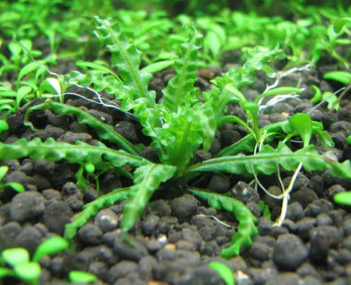 Pogostemon Helferi tissue culture plant cup for freshwater aquarium