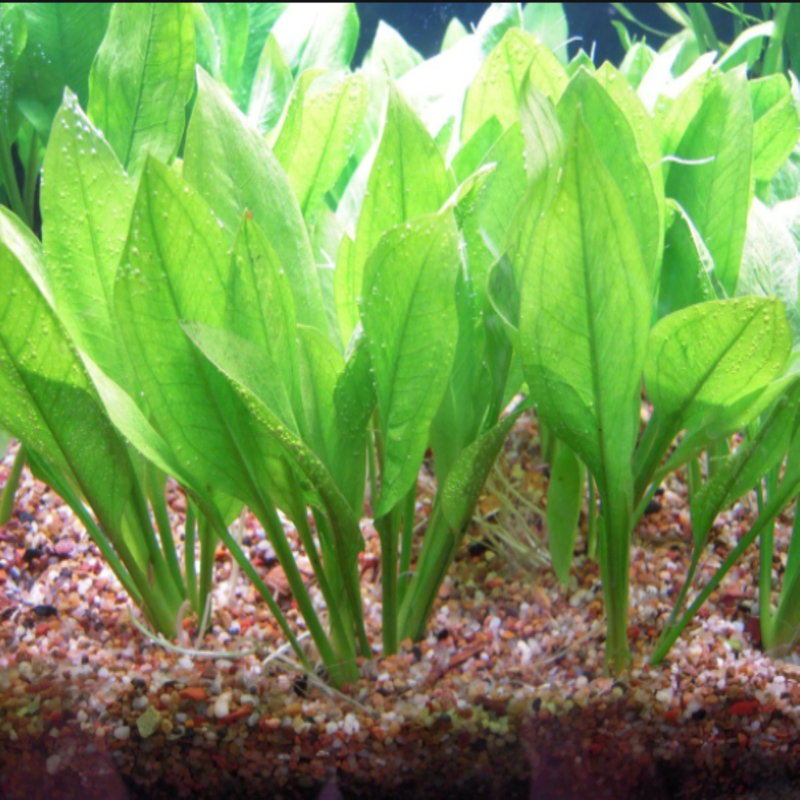 Freshwater Aquarium Plant Sword