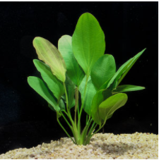 Echinodorus osiris, melon sword freswater aquarium plant (Buy 2, Get 1 ...